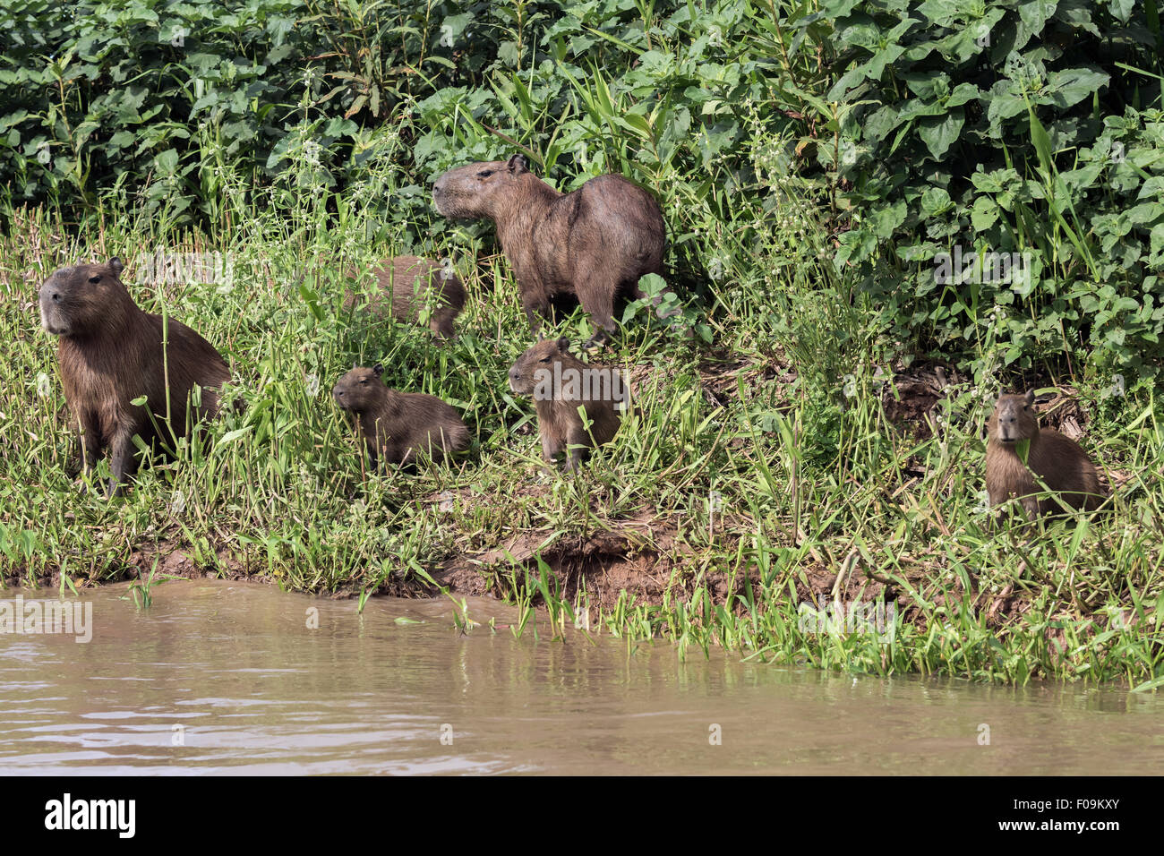 Capybara family gathered on the river bank, Rio Cuiaba, Pantanal ...