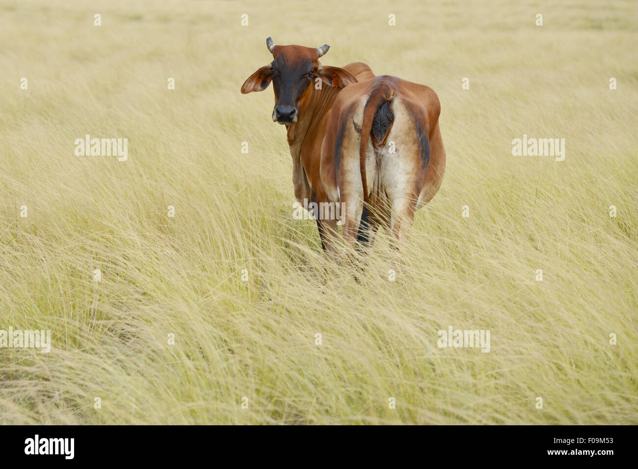 Lonely brown cow in a huge pasture field in the countryside of Panama ...