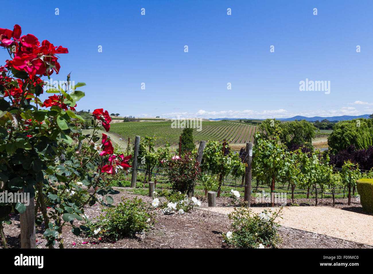 landscape in California with rows of grape vines Stock Photo - Alamy