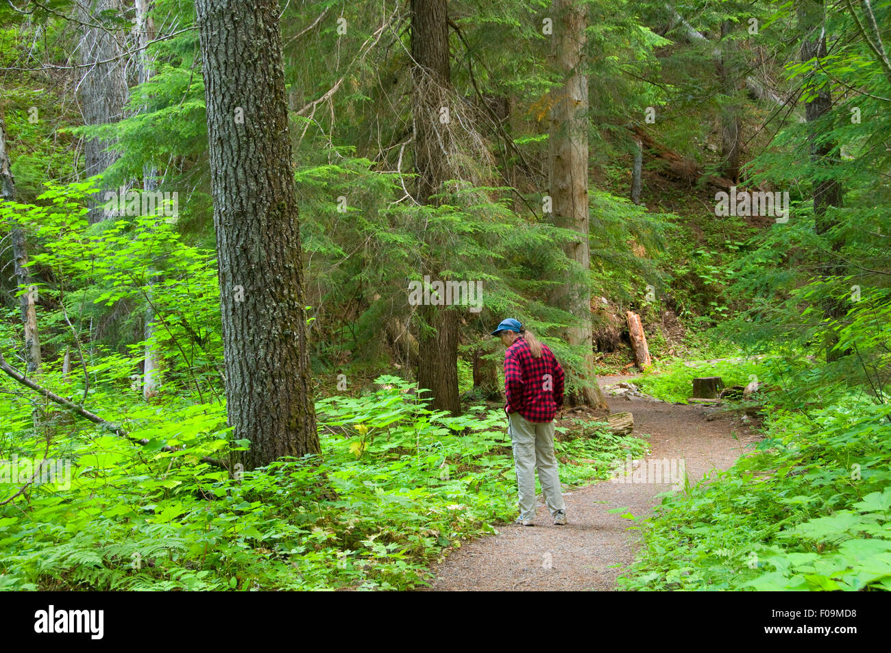 Settlers Grove Interpretive Trail, Settlers Grove of Ancient Cedars ...