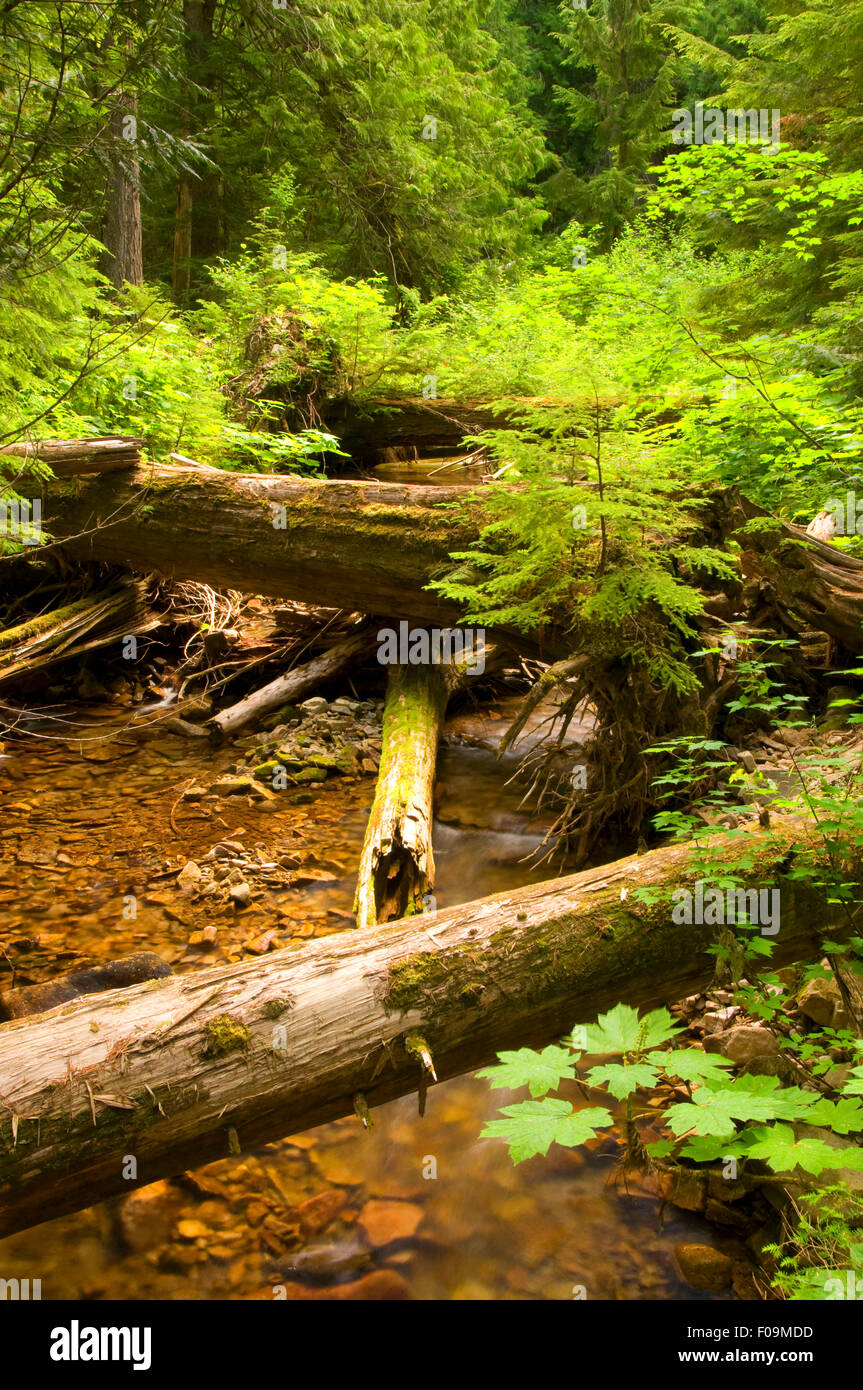 West Fork Eagle Creek, Settlers Grove of Ancient Cedars Botanical Area ...
