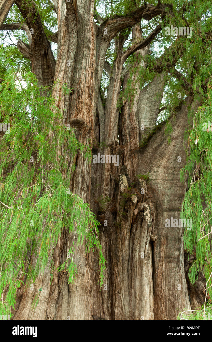 Giant cypress tree hi-res stock photography and images - Alamy