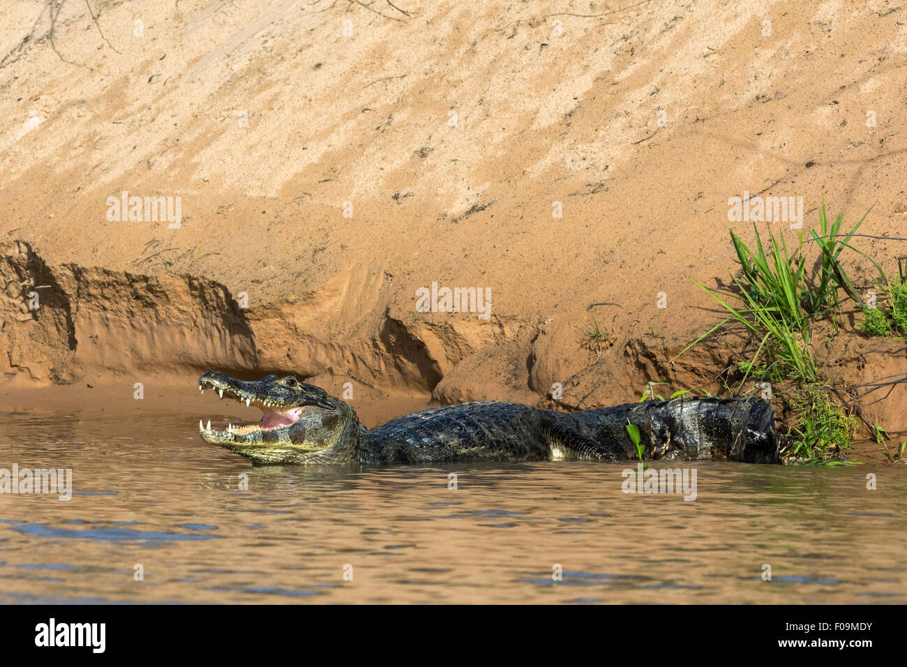 Caiman next to a large sand bank, Rio Cuiaba, Pantanal, Brazil Stock ...