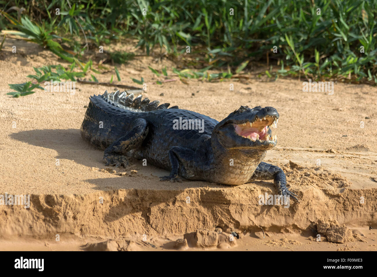 Caiman moving into the river from a sandbank, Rio Cuiaba, Pantanal ...