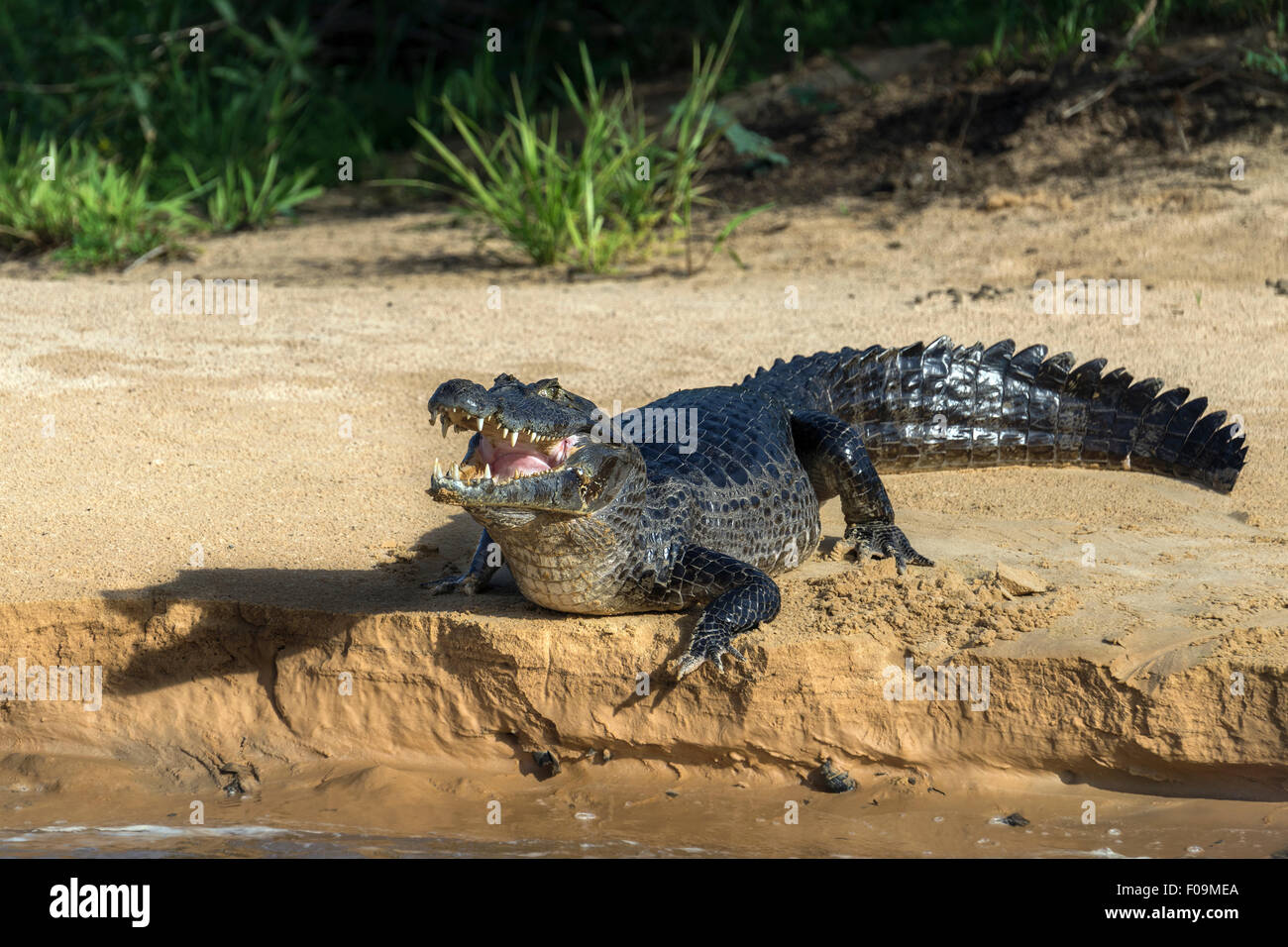 Yacare caiman eating fish hi-res stock photography and images - Alamy