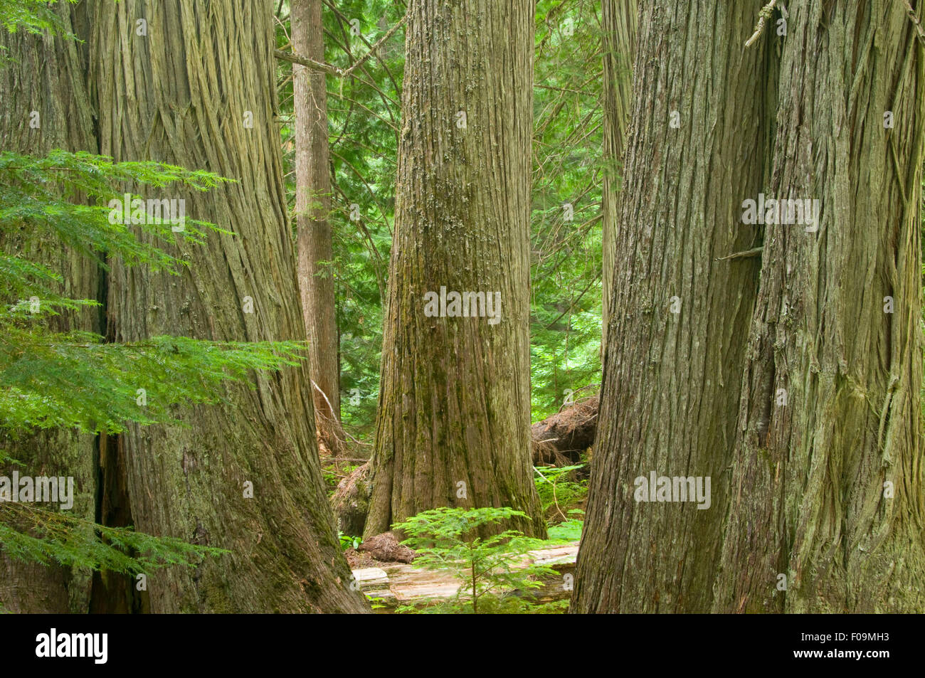 Ancient cedars, Settlers Grove of Ancient Cedars Botanical Area, Coeur ...