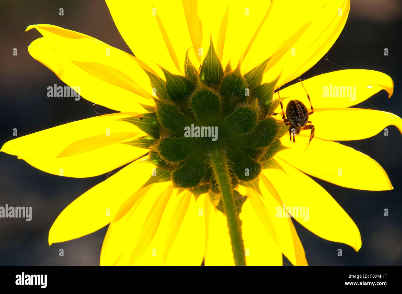 Wild sunflower with spider, Gem County, Idaho Stock Photo - Alamy