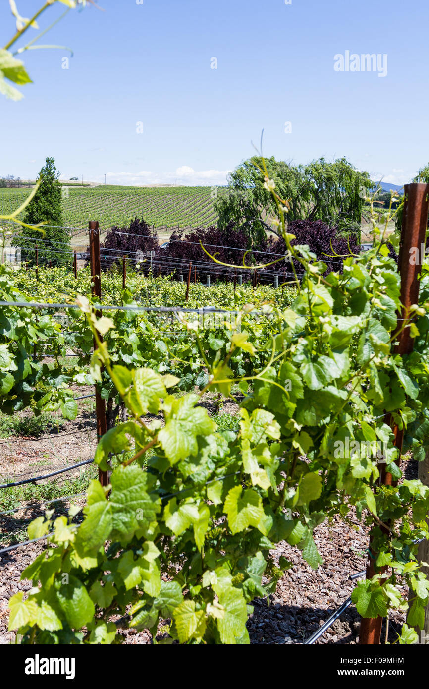 landscape in California with rows of grape vines Stock Photo - Alamy
