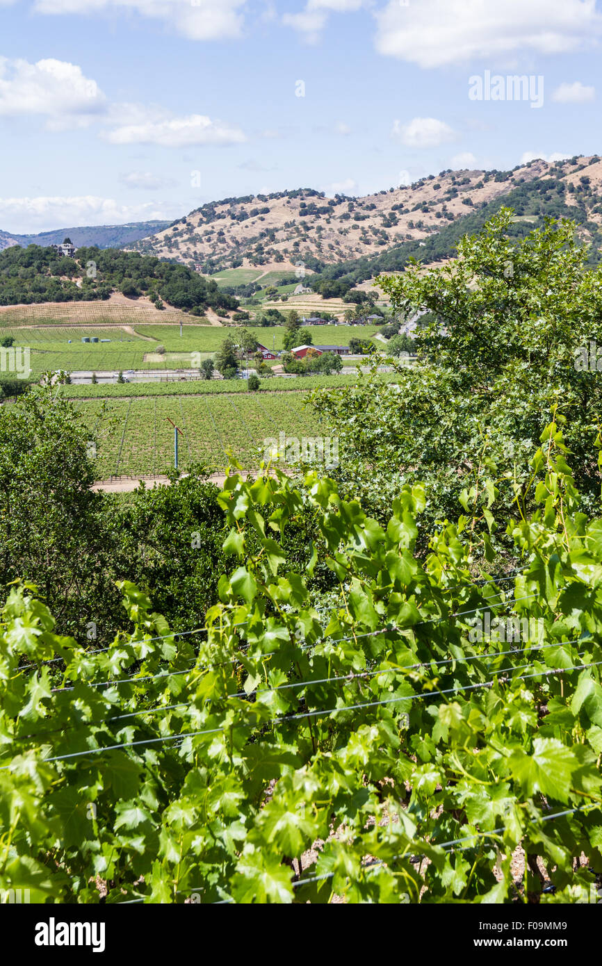 springtime in Napa Valley California, fresh new growth on grape vines ...