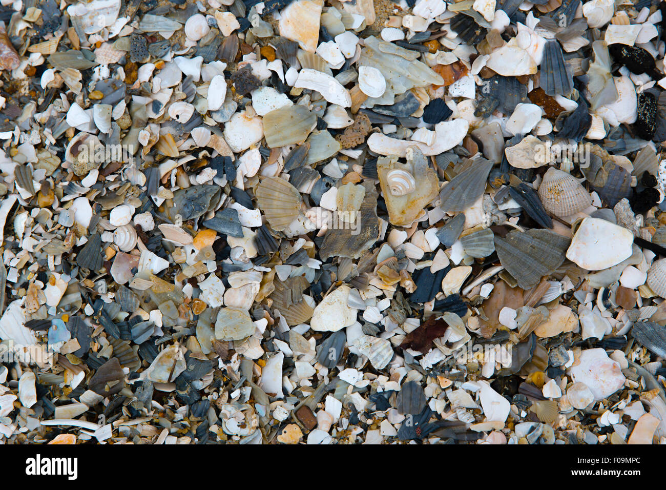 A bed of broken seashells Stock Photo - Alamy