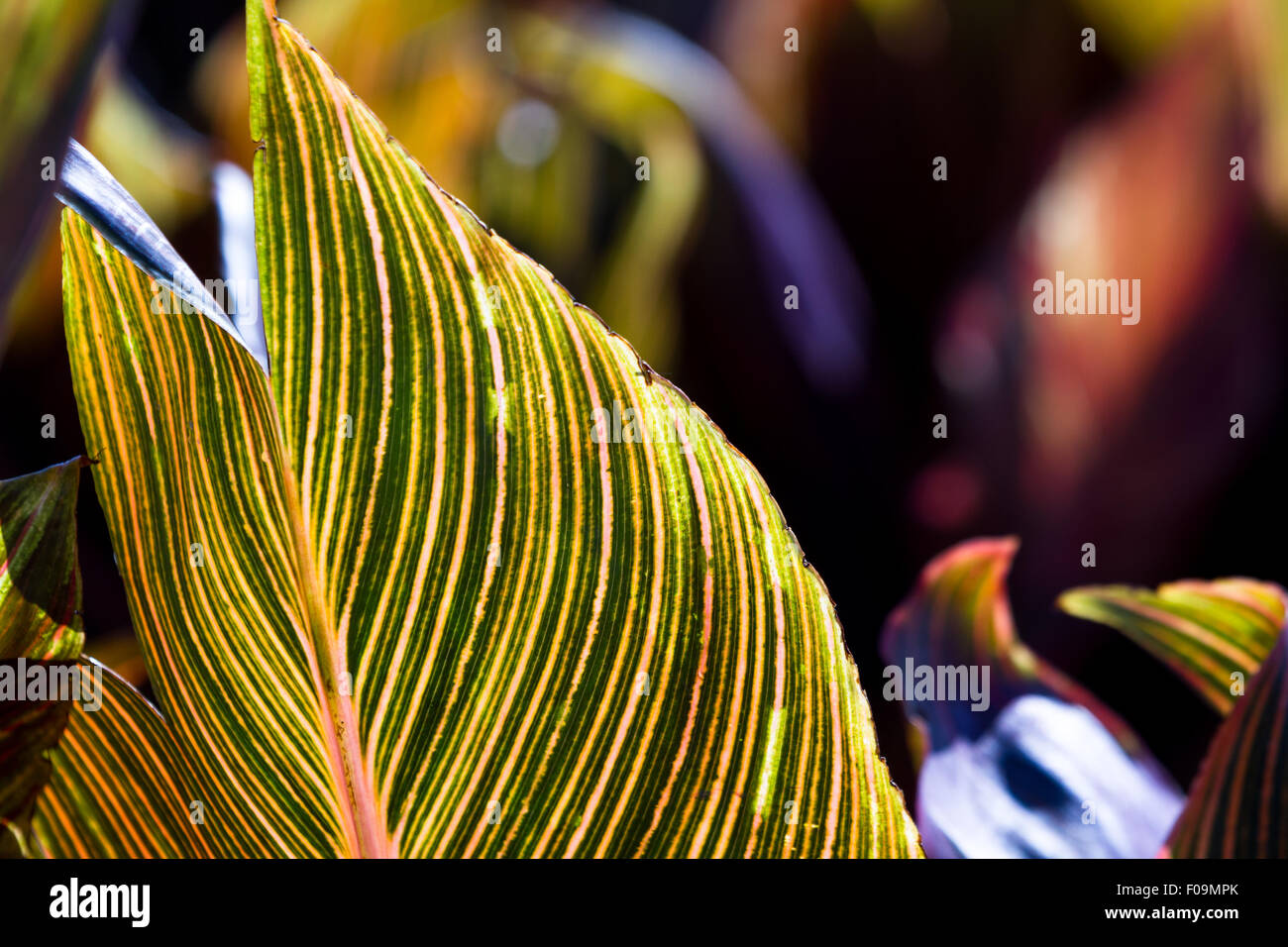 wide leaf full of color and pattern on an ornamental plant Stock Photo ...