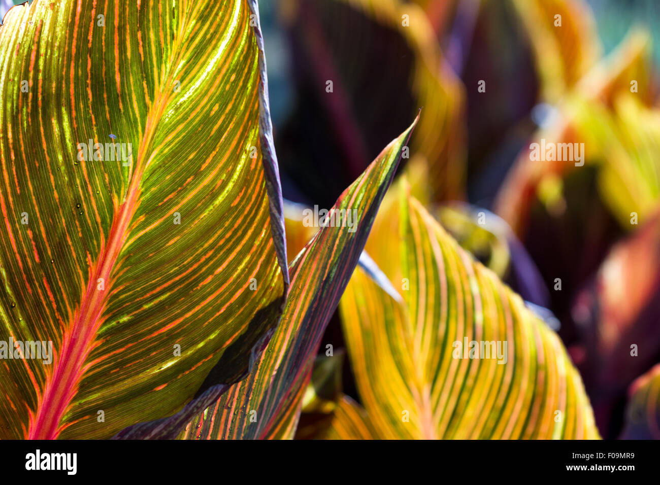 wide leaf full of color and pattern on an ornamental plant Stock Photo ...