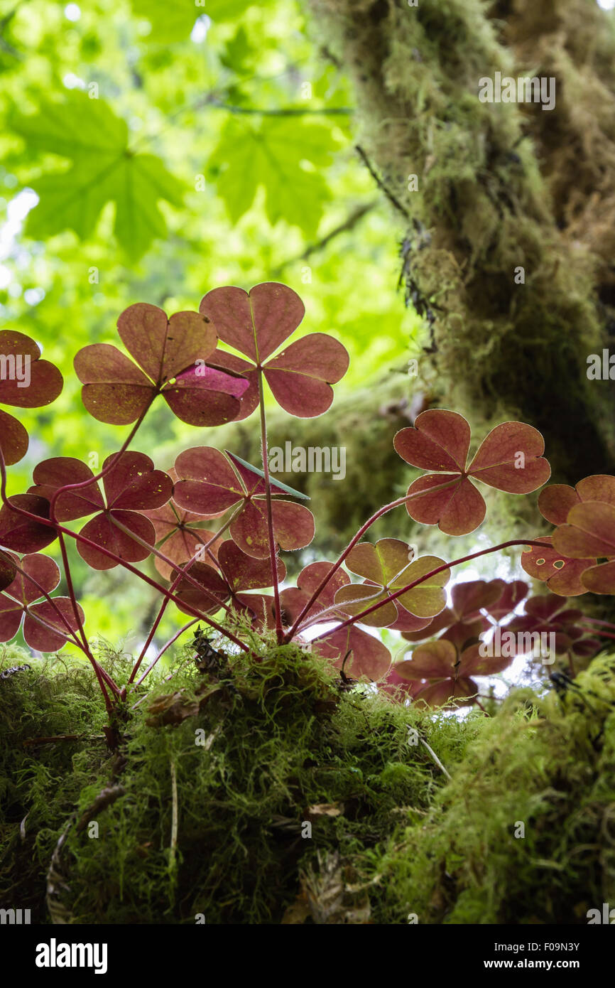 underside of healthy large clover in a lush forest of Northern ...