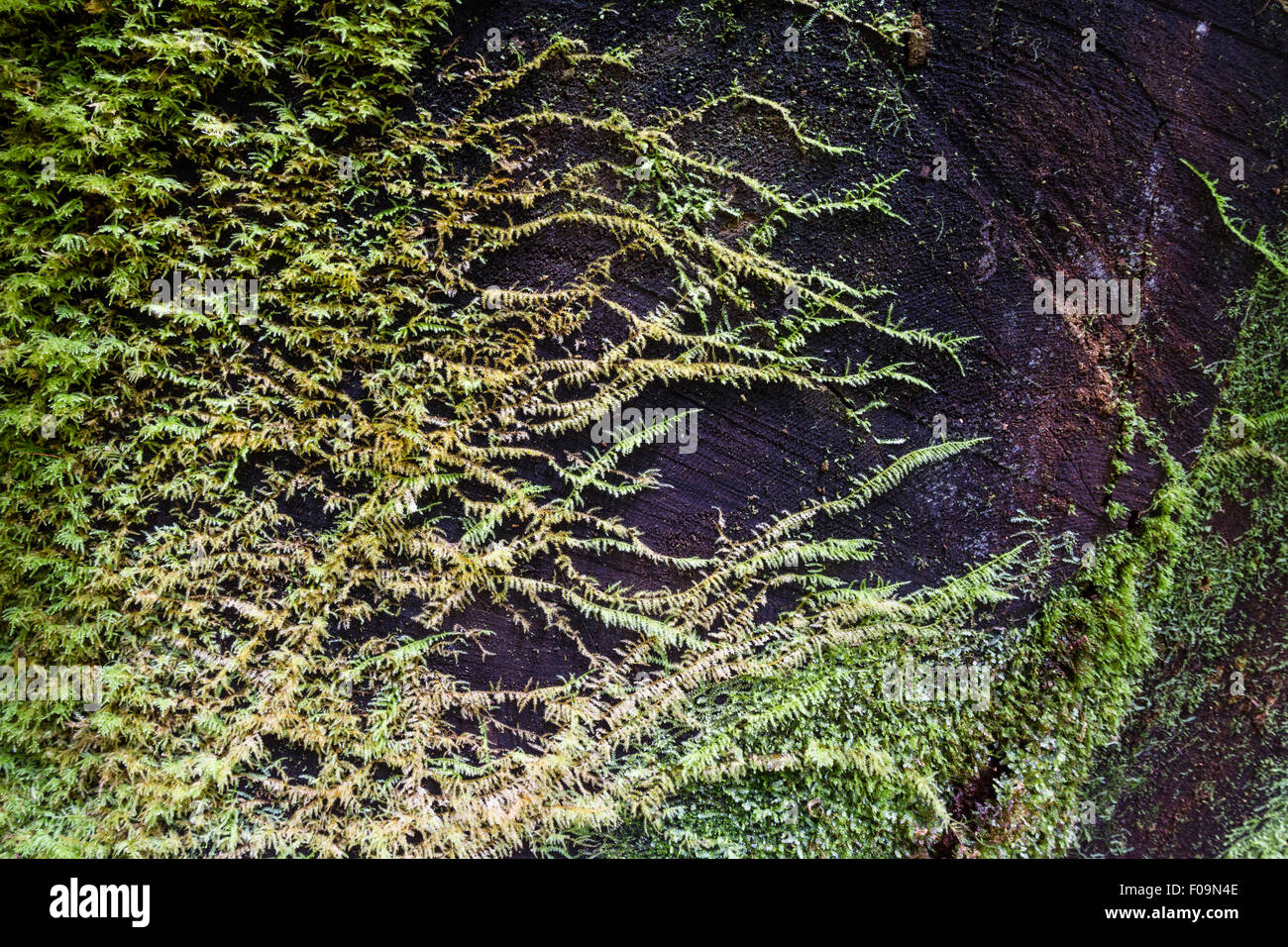 green moss covering a giant dead redwood tree as it grows on it Stock ...