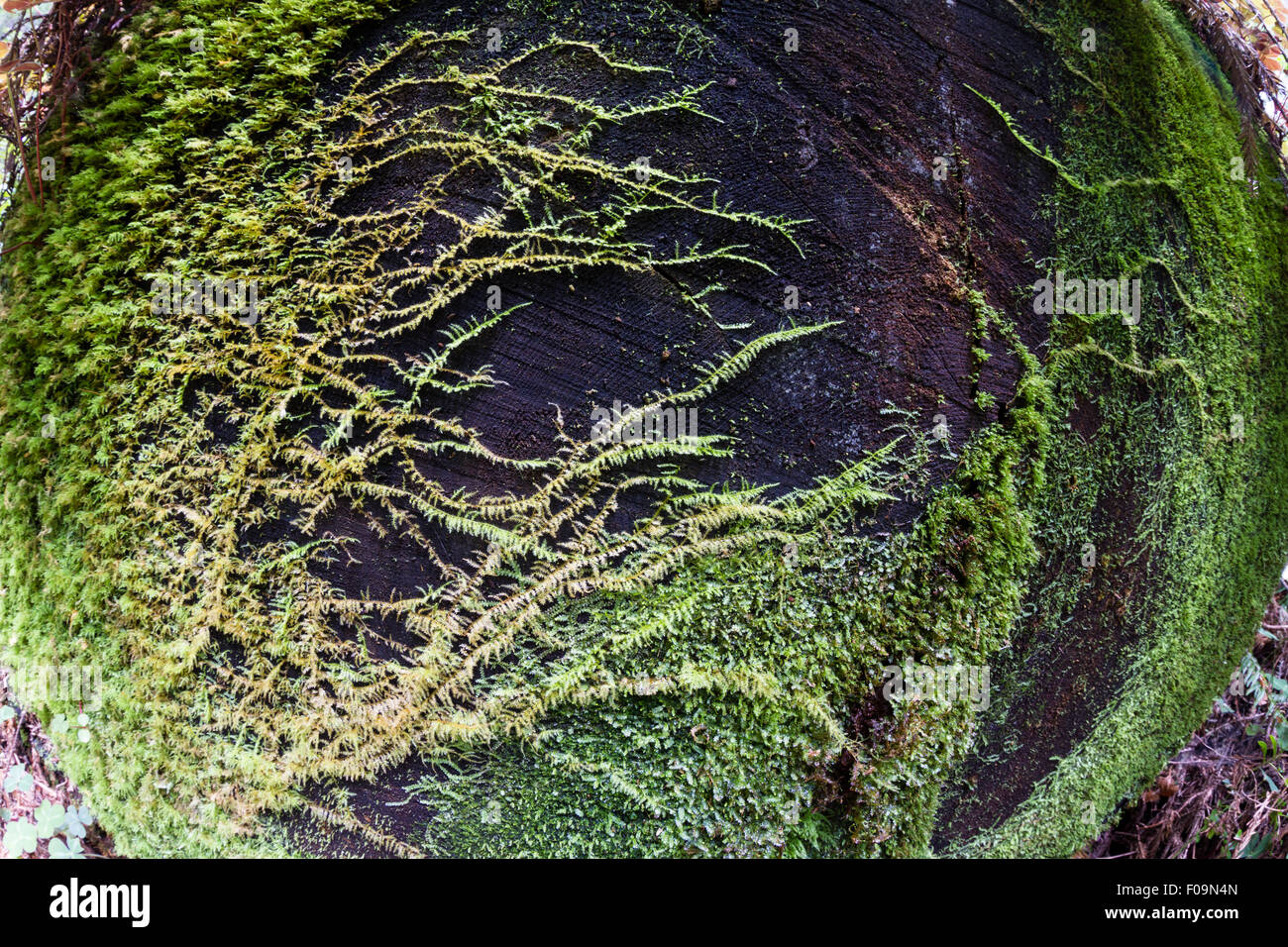 Dead redwood tree hi-res stock photography and images - Alamy
