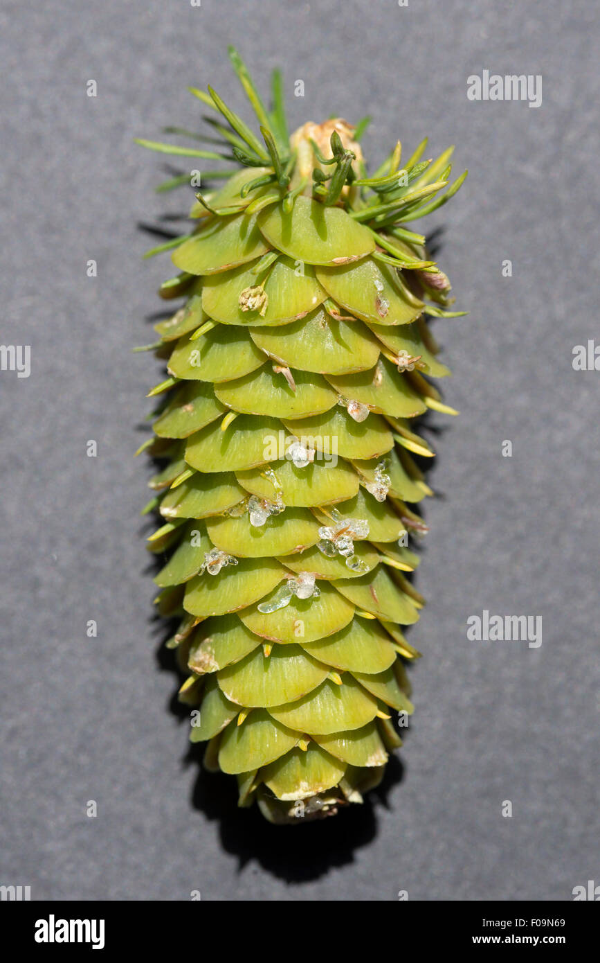 Subalpine Fir Cone