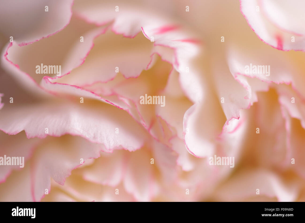 Carnation closeup hi-res stock photography and images - Alamy