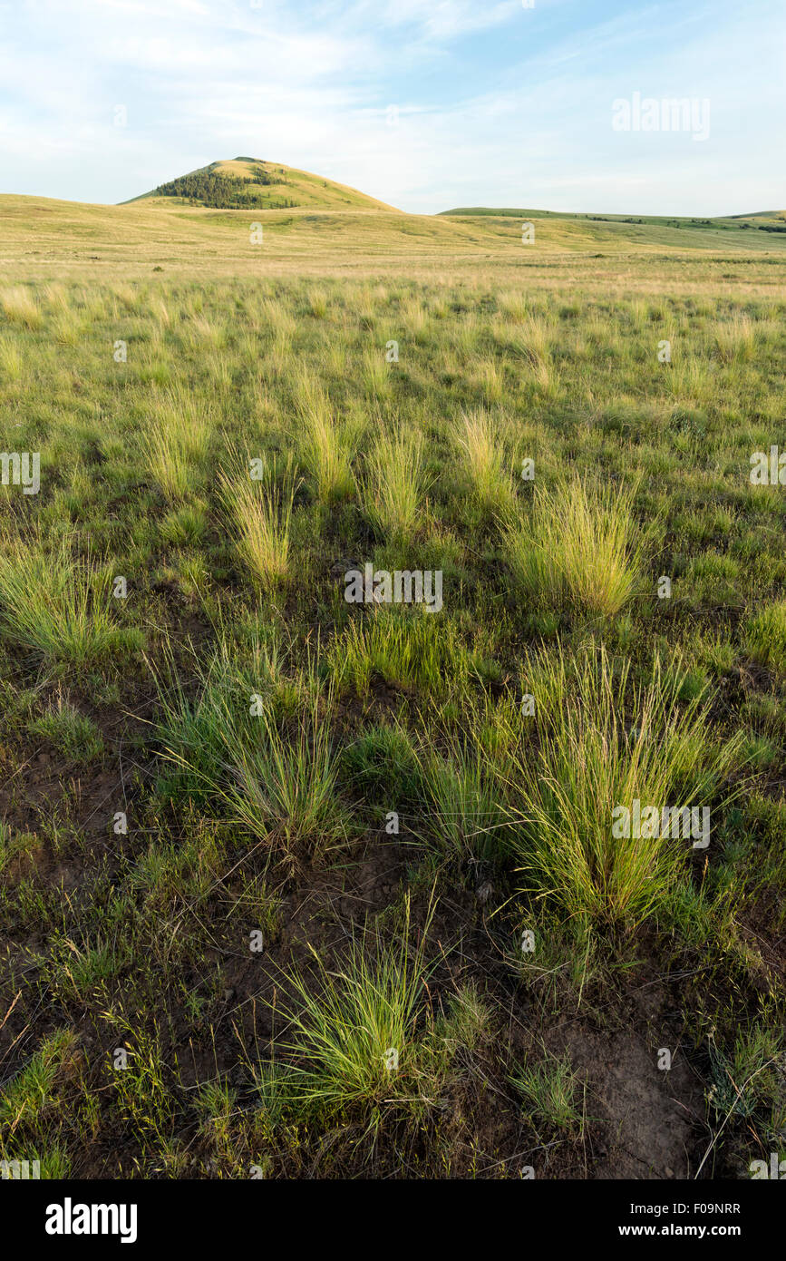 Zumwalt Prairie Preserve, Oregon Stock Photo - Alamy