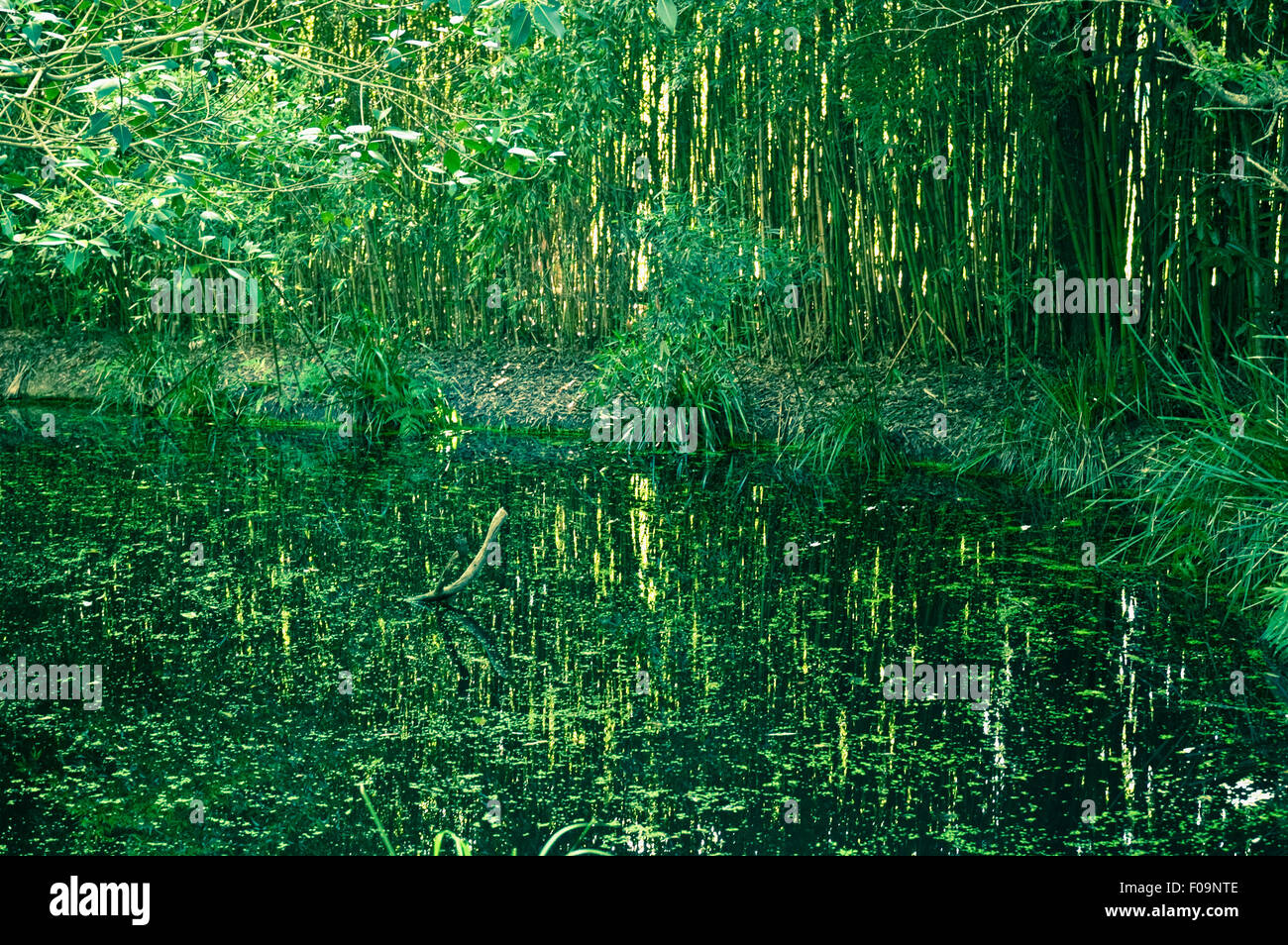 Big swamp full of algae, surrounded by various plants Stock Photo - Alamy