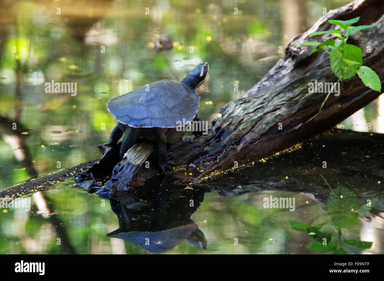 Turtle on a log hi-res stock photography and images - Alamy
