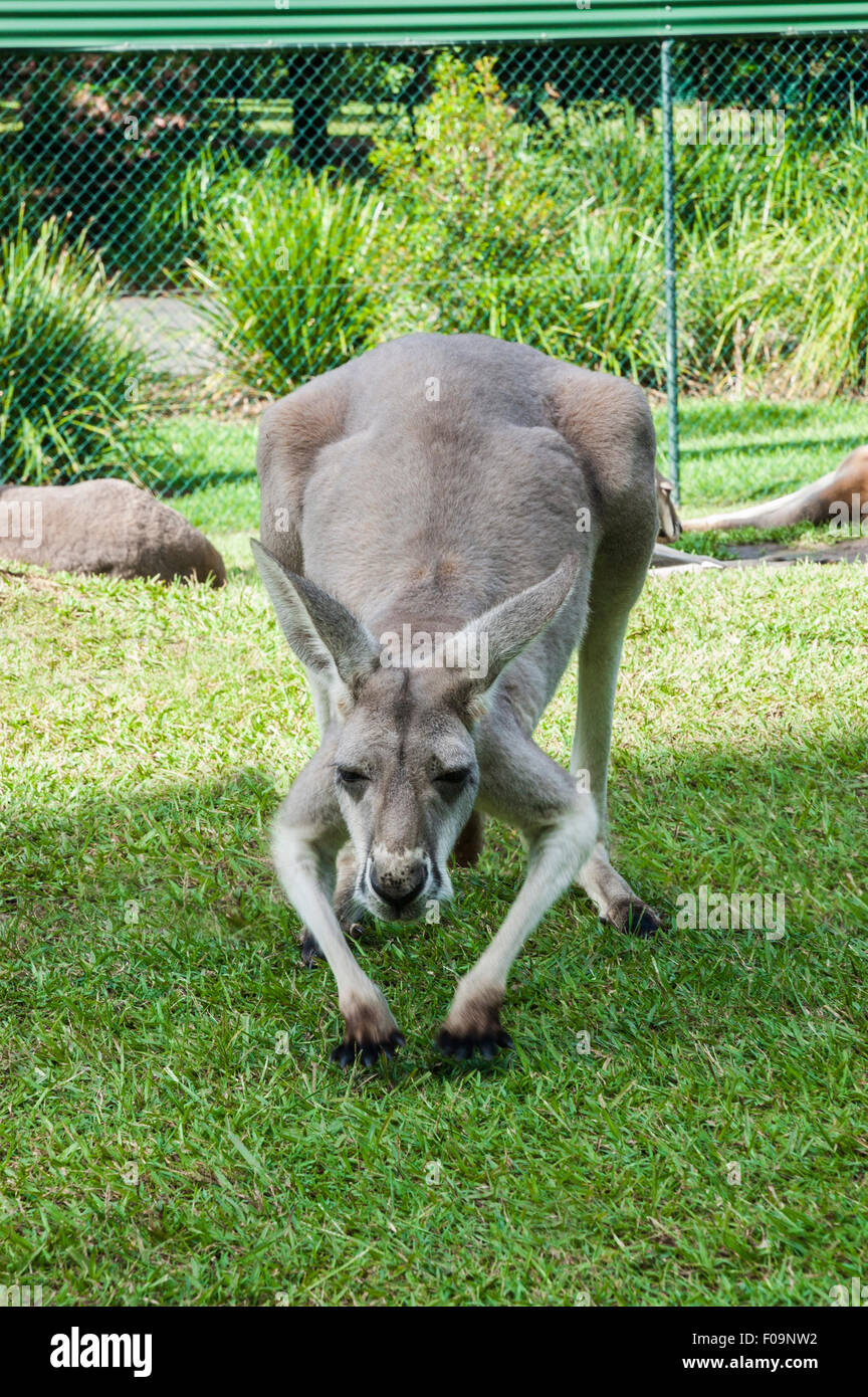 Kangaroo enclosure hi-res stock photography and images - Alamy