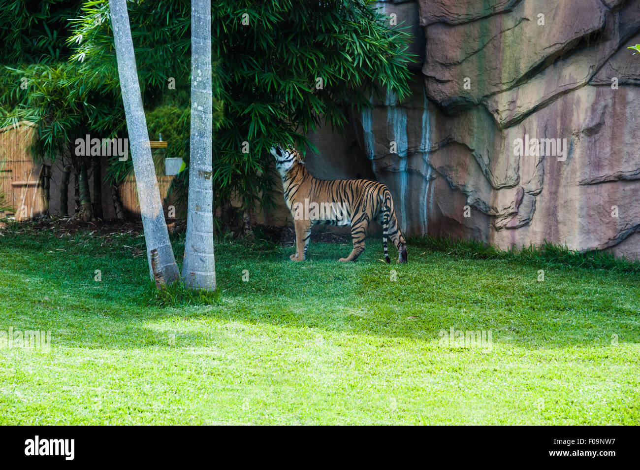 Young tiger exploring its enclosure on a sunny day in a zoo Stock Photo ...