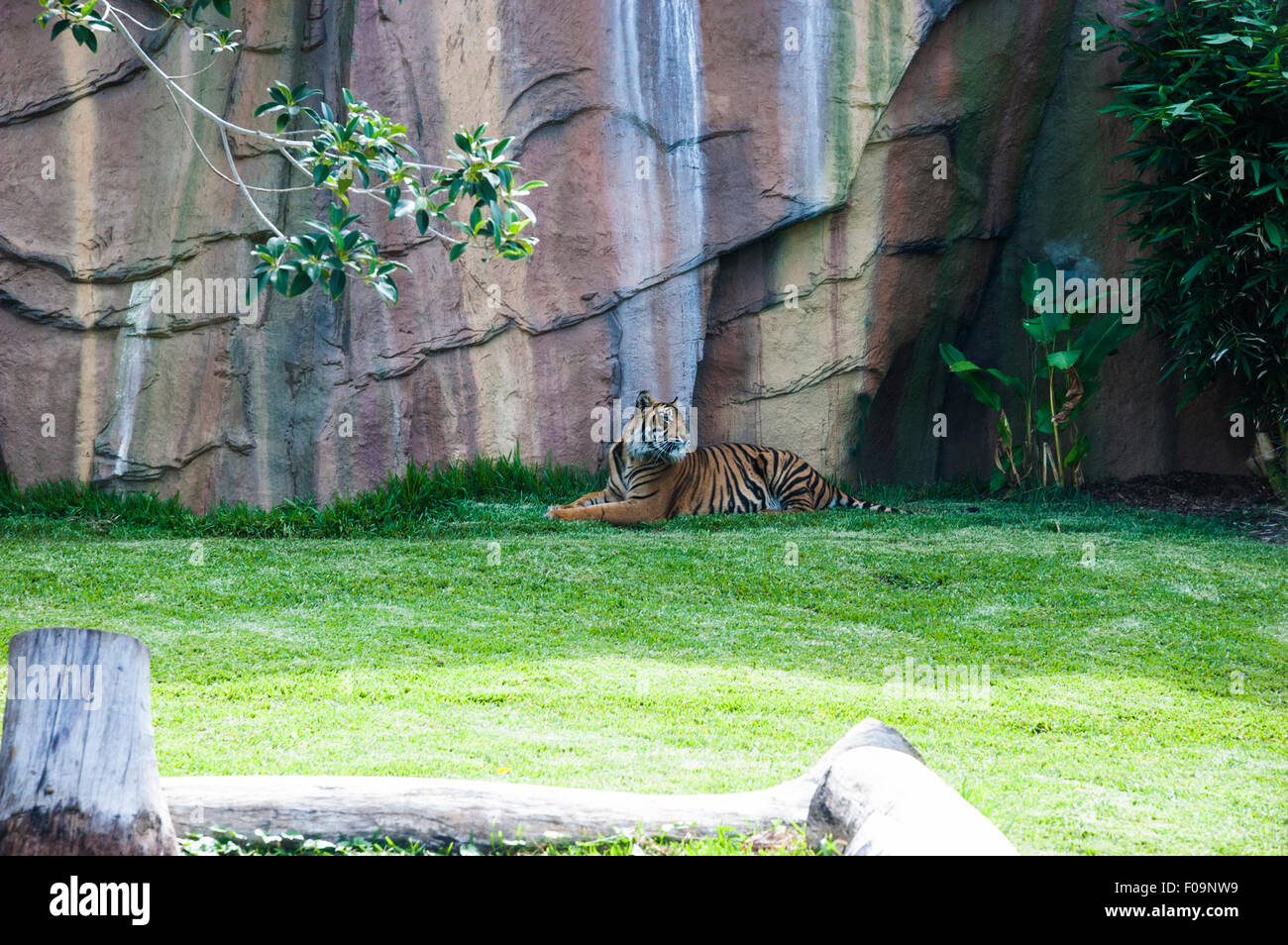 Lazy tiger resting in its enclosure on a hot sunny day in a zoo Stock ...