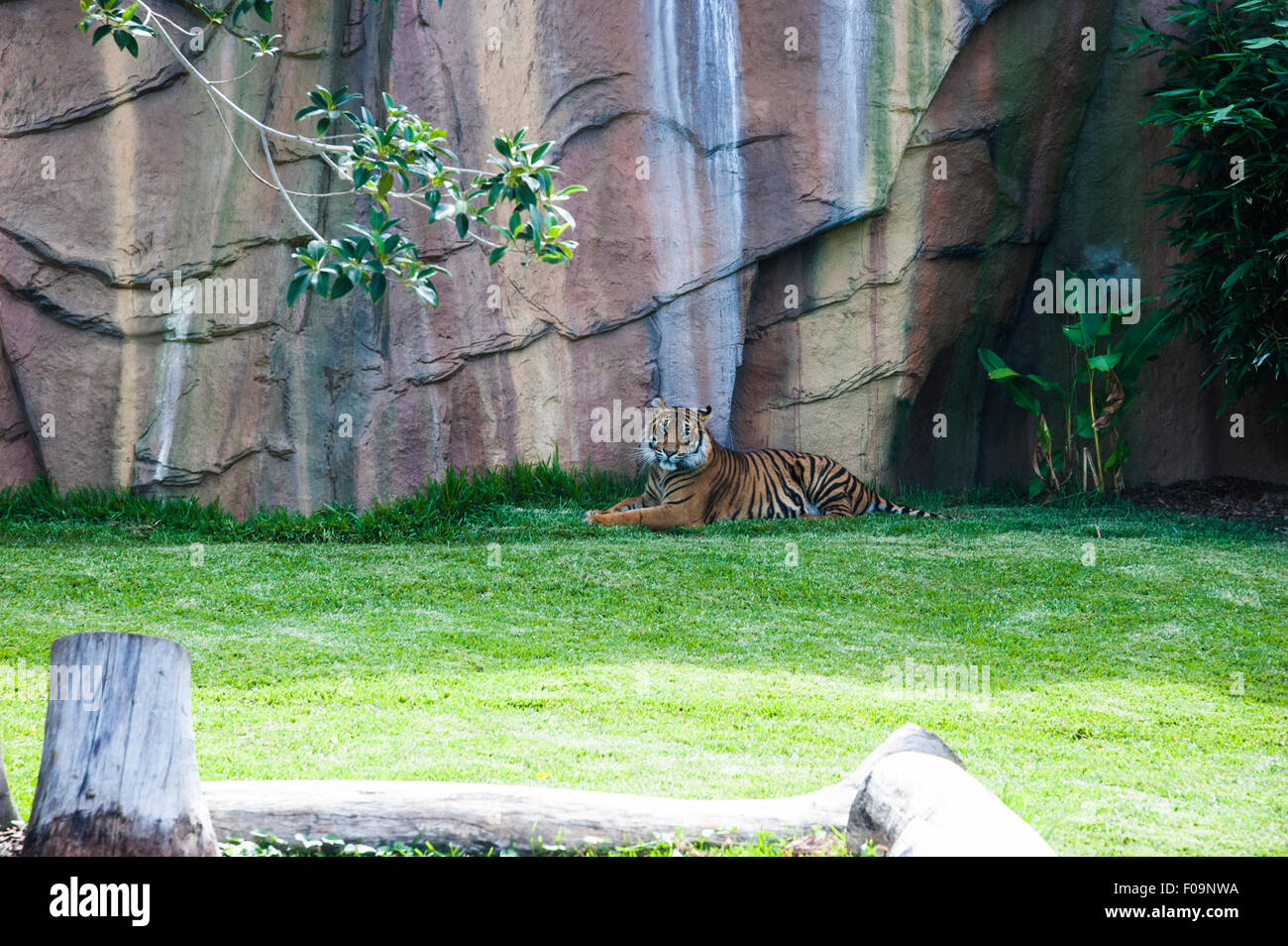 Tiger resting in shade on a hot sunny day in a zoo Stock Photo - Alamy