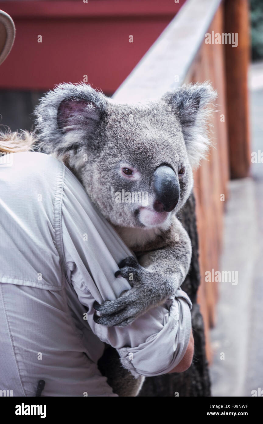 Koala Hug People