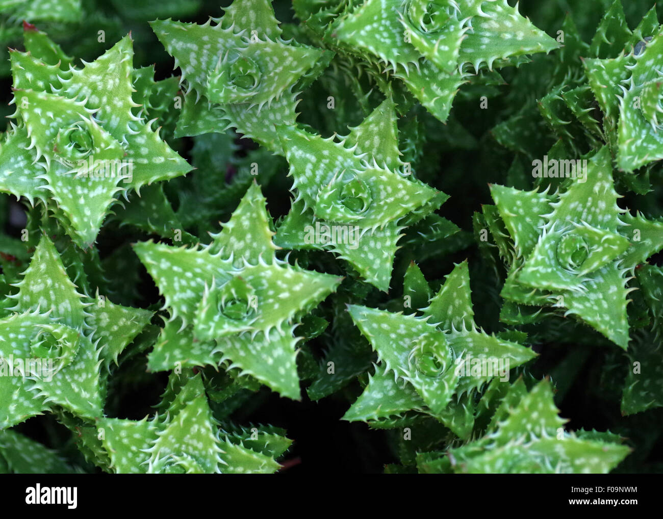 Green Spiky Cactus Stock Photo - Alamy