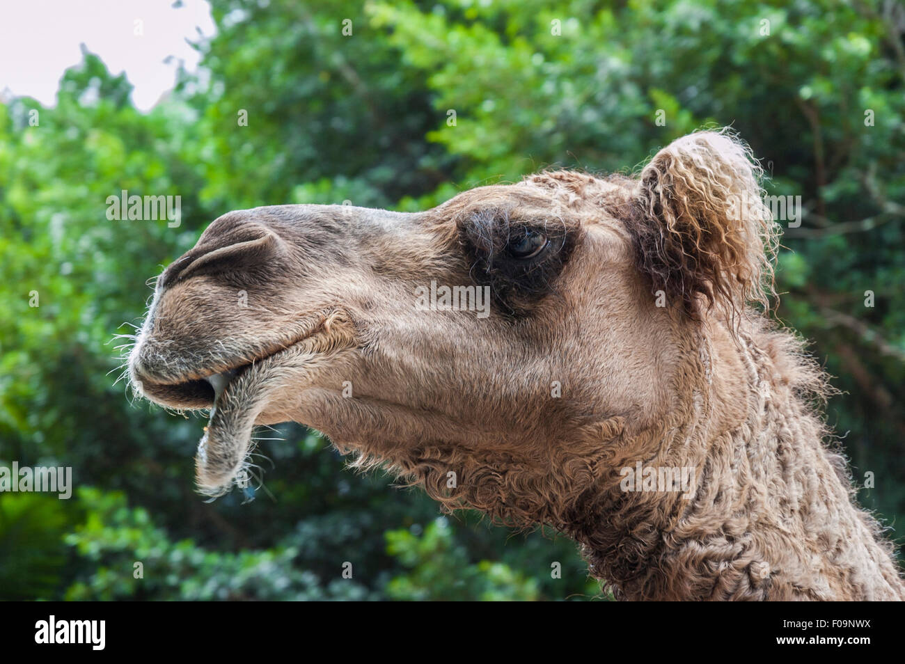 Portrait picture of a camel with fluffy curly fur Stock Photo - Alamy