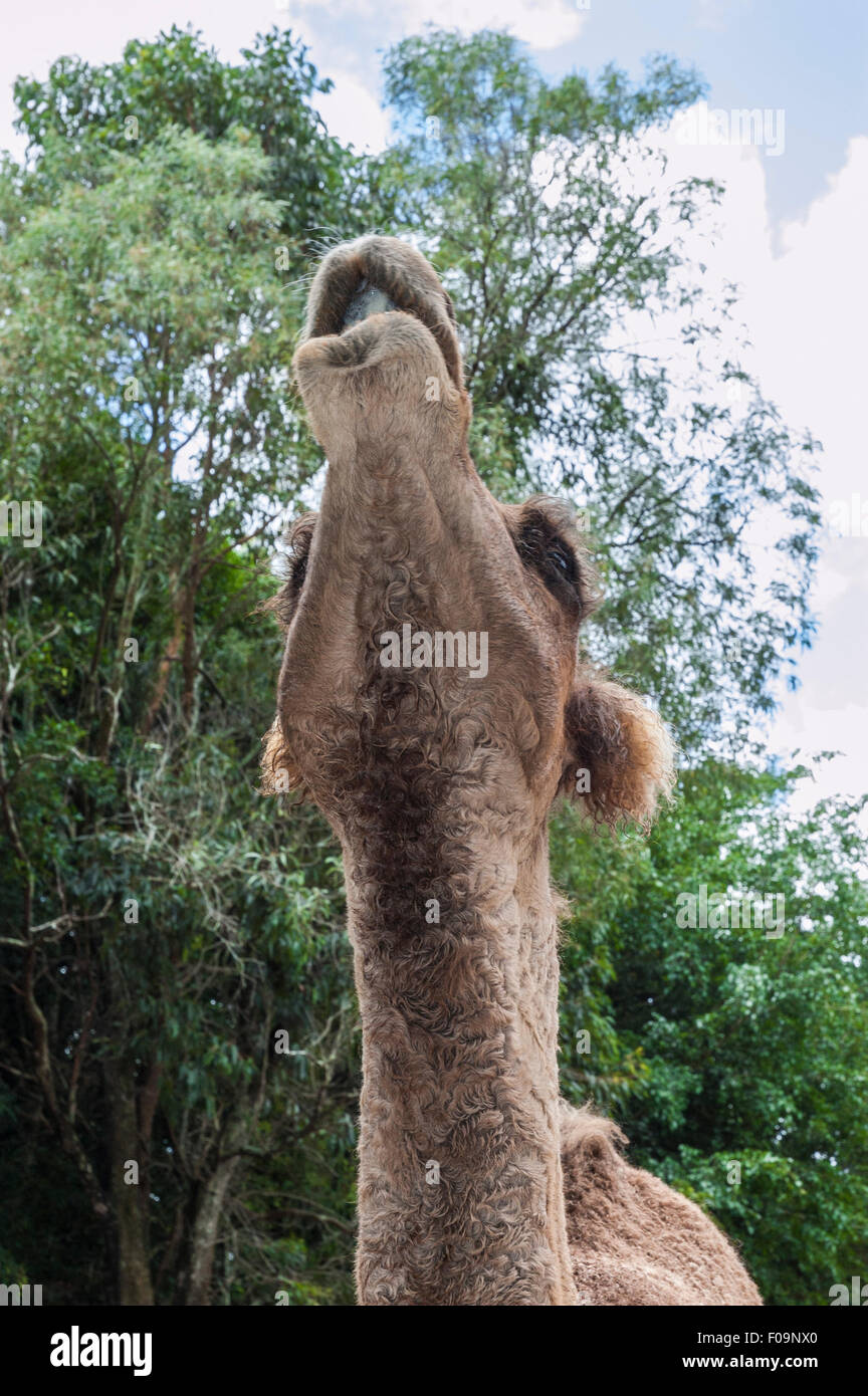 Camel photographed stretching its neck with trees in background Stock ...