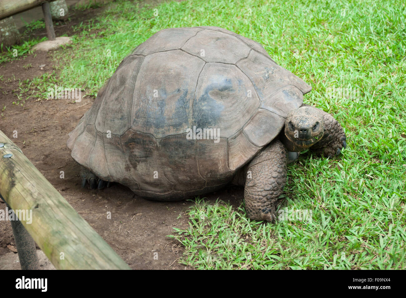 Big turtle turtle in zoo hi-res stock photography and images - Alamy