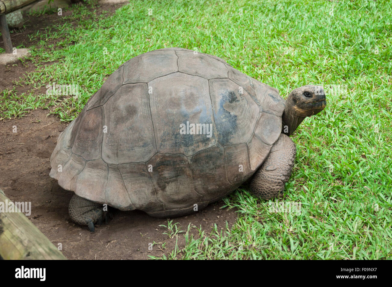 Picture of an old giant turtle, taken in captivity Stock Photo - Alamy
