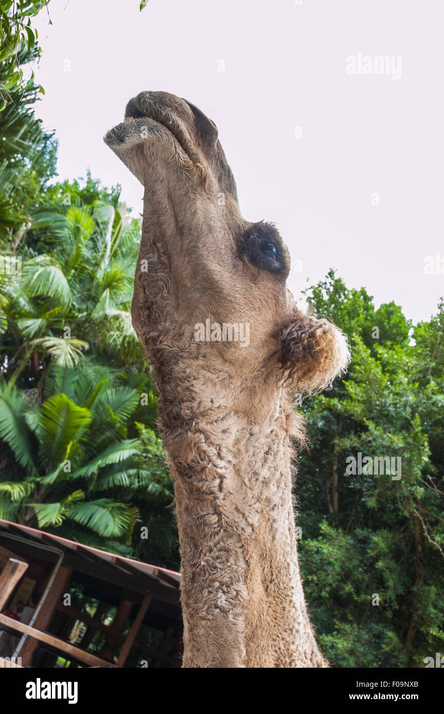 A picture of a long-necked camel with trees in the background Stock ...
