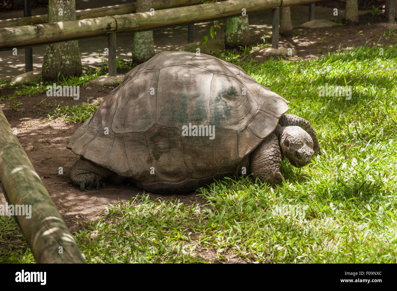 Turtle enclosure hi-res stock photography and images - Alamy
