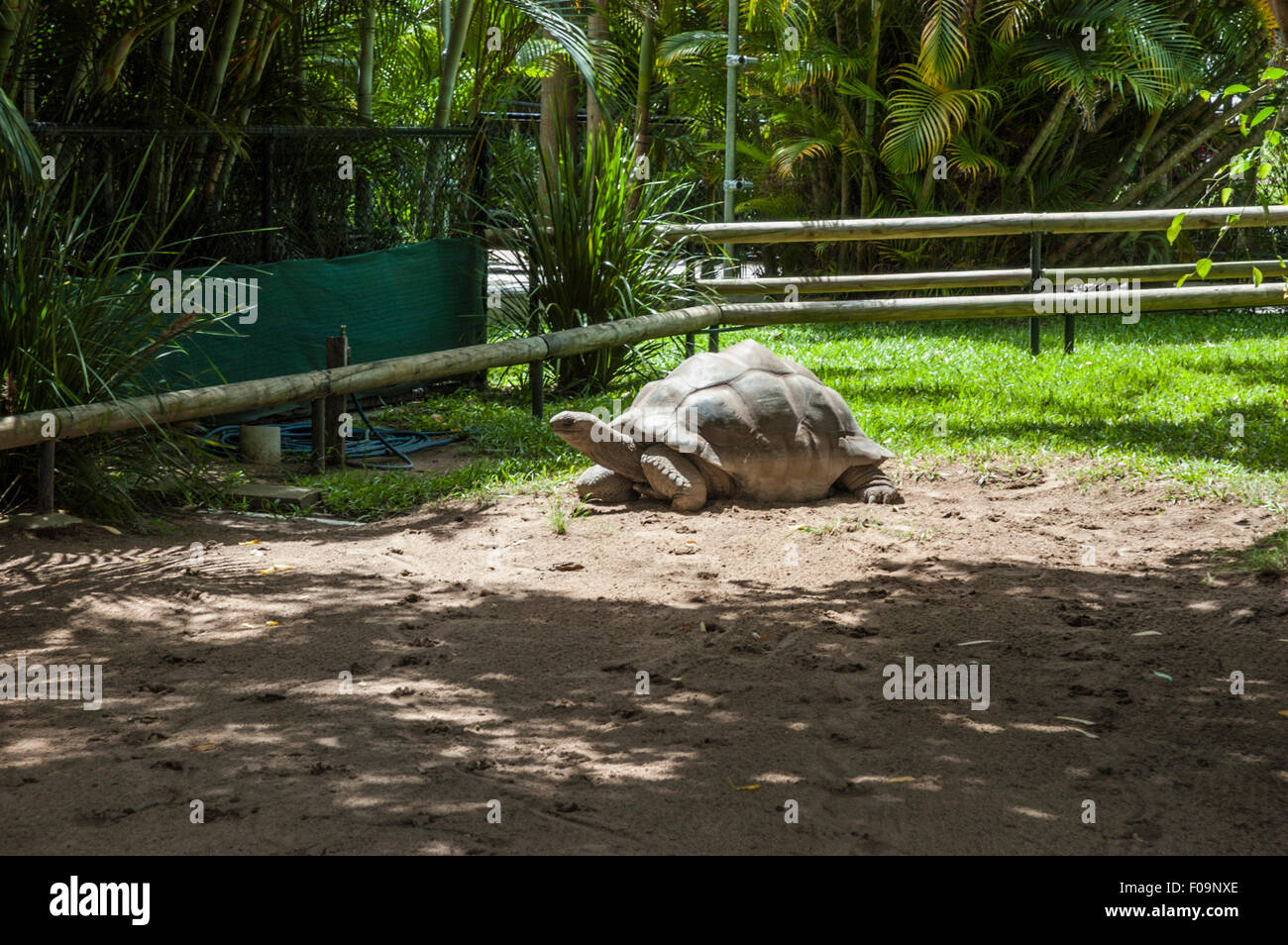 Image of a giant turtle warming up in sunlight in a zoo Stock Photo - Alamy