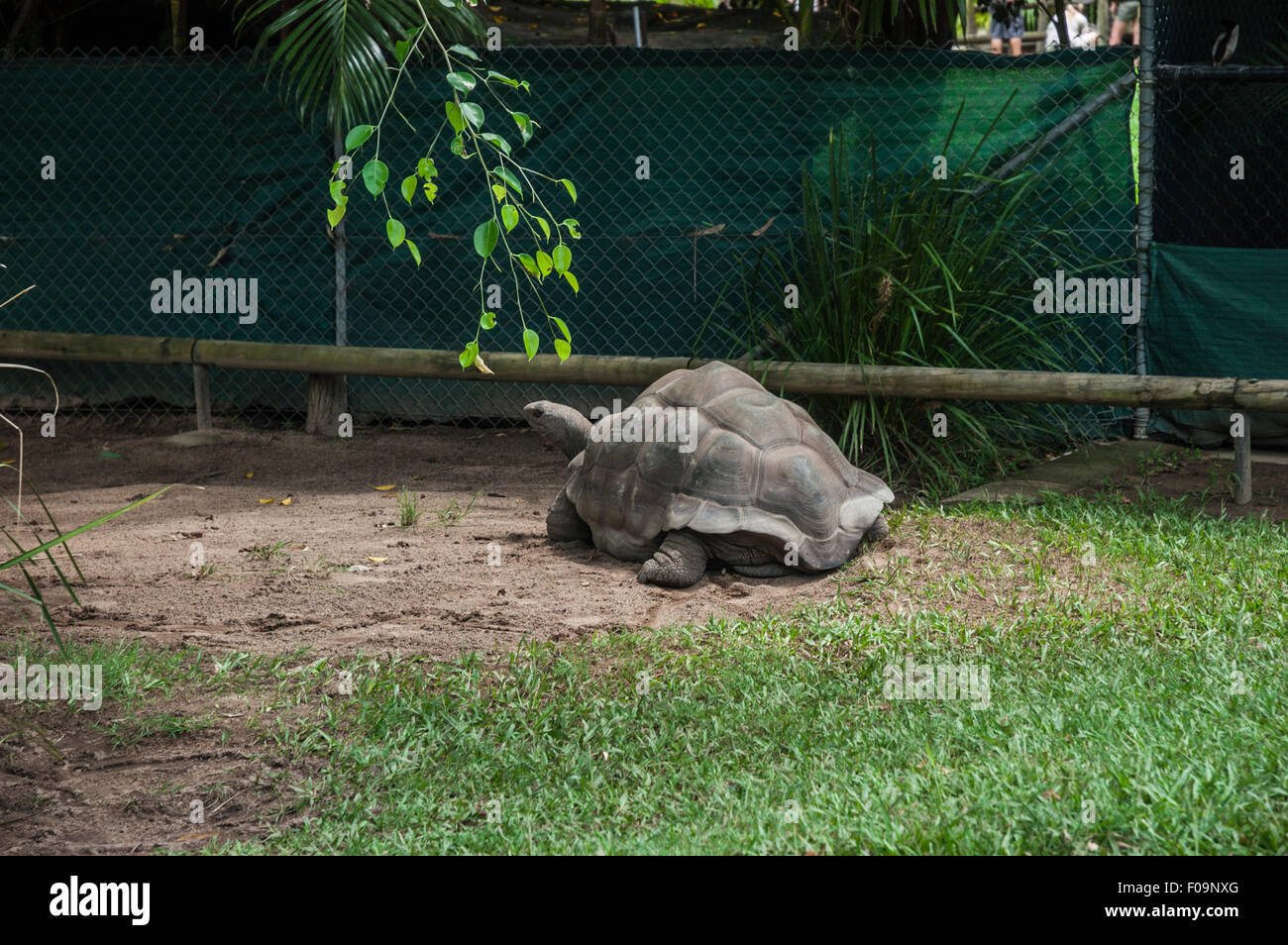 Giant turtle photographed in its enclosure in a zoo Stock Photo - Alamy