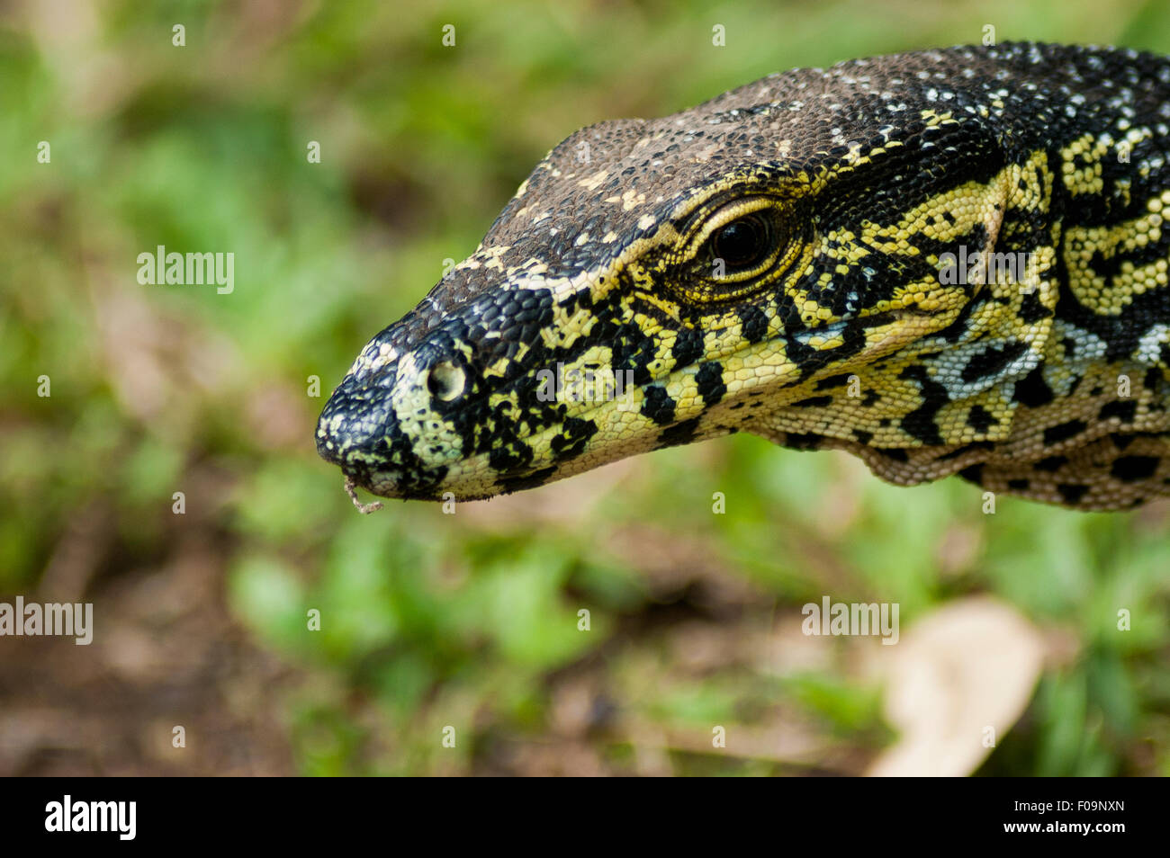 A closeup shot of a yellow and brown colored monitor lizard head Stock ...