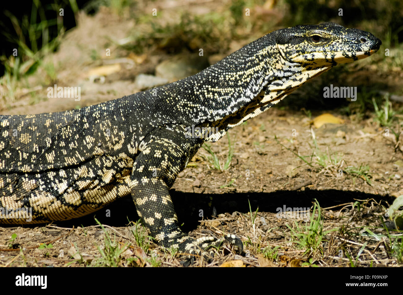 Beautiful monitor lizard with brown and yellow coloring resting in ...