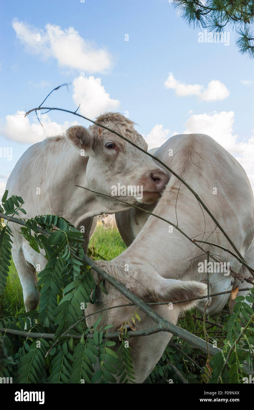 Two cows eating grass hi-res stock photography and images - Alamy