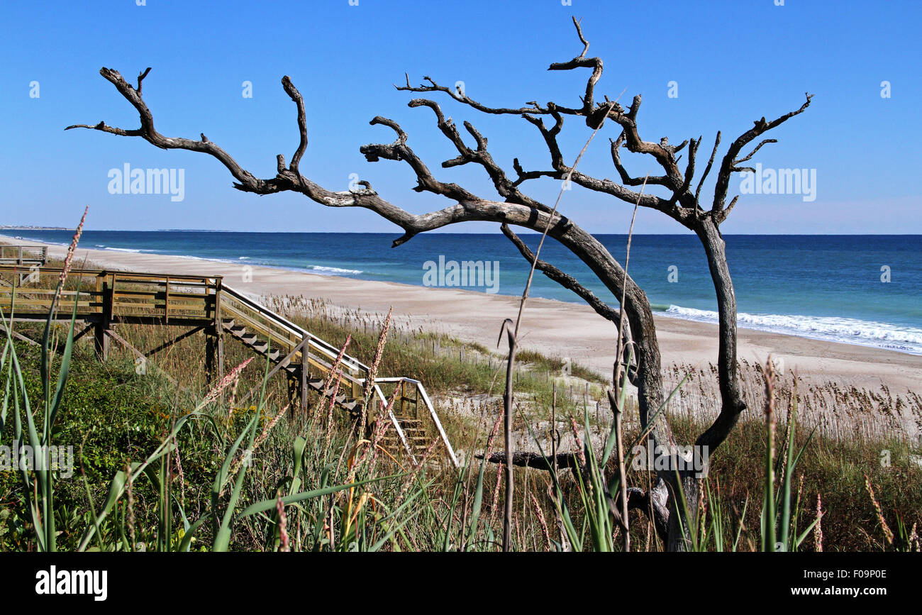 Wind Stripped Ocean Tree Stock Photo - Alamy