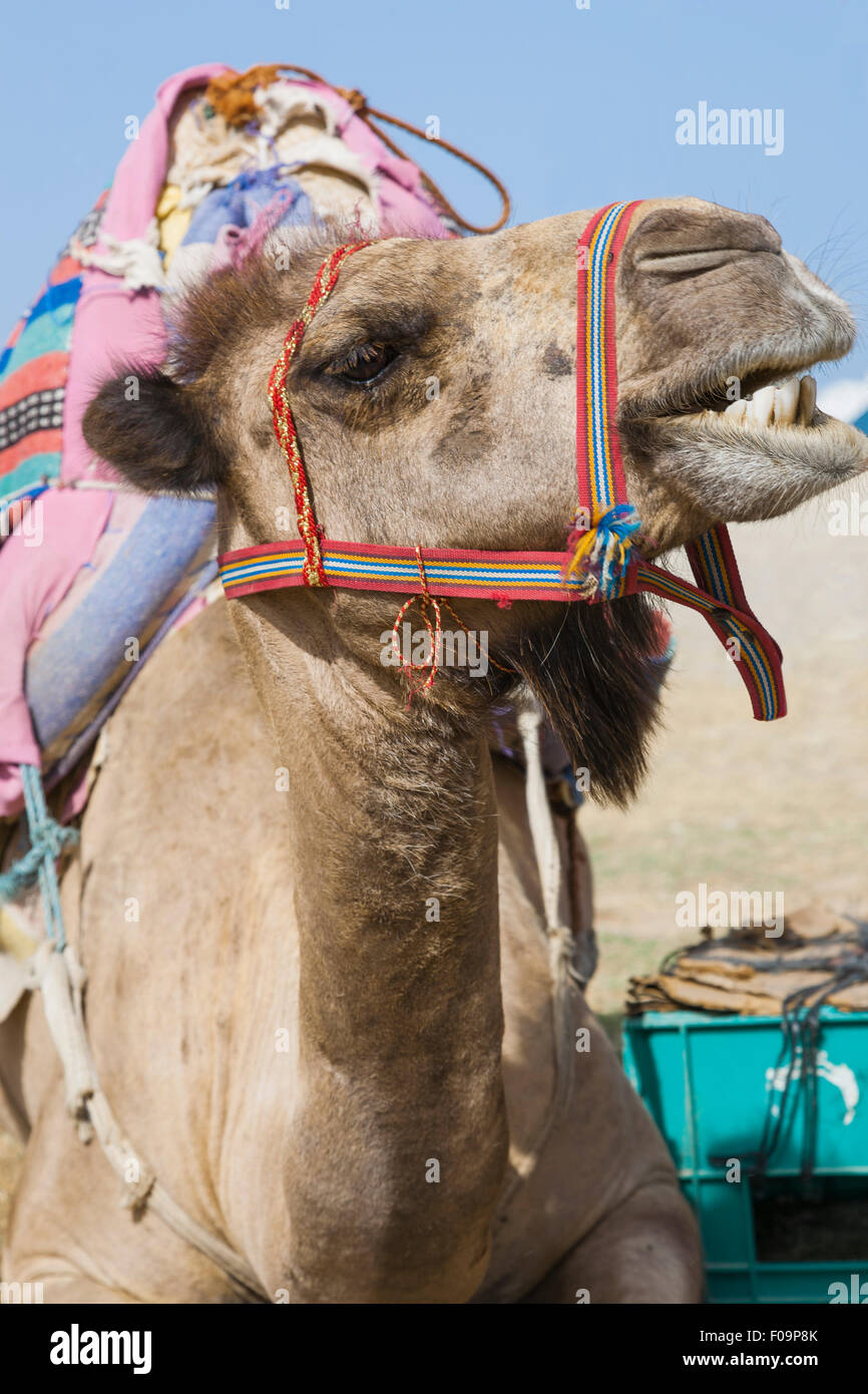 Smiling transport camel resting in sunshine Stock Photo - Alamy