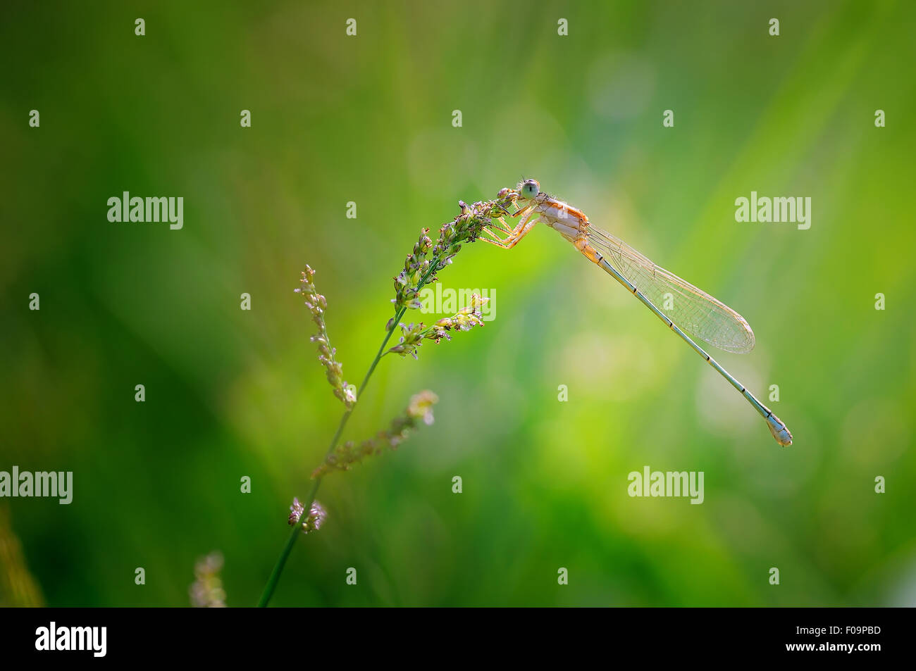 Dragonfly Perched on purple grass flower Stock Photo - Alamy