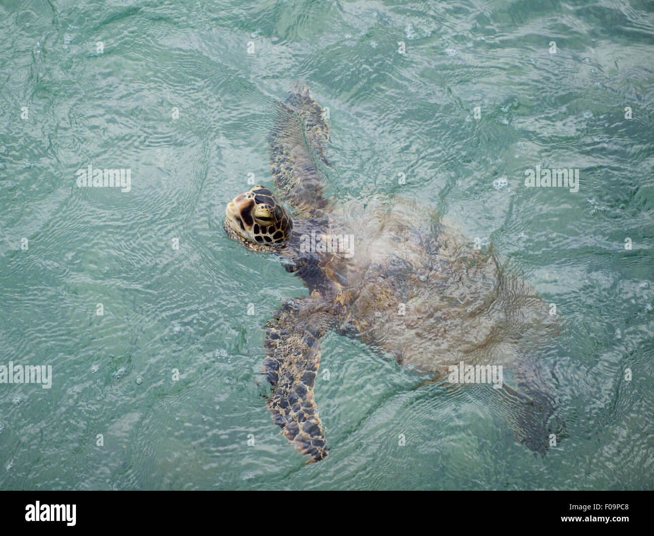Kailua kona kailua bay wildlife turtle hi-res stock photography and ...