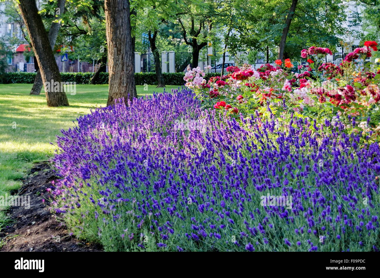 Sofia rose hi-res stock photography and images - Alamy