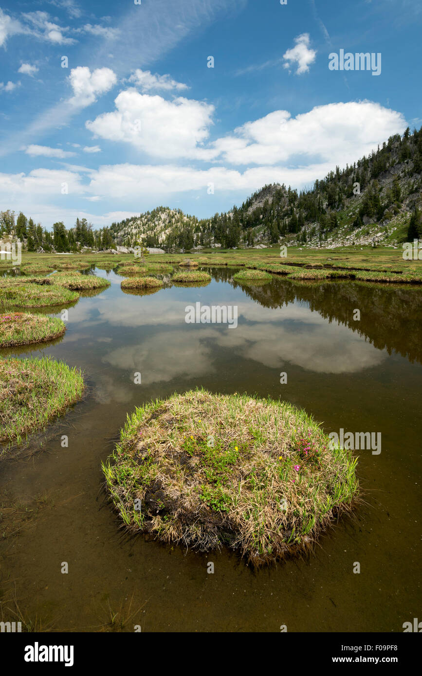 Wetland in Oregon's Wallowa Mountains Stock Photo - Alamy