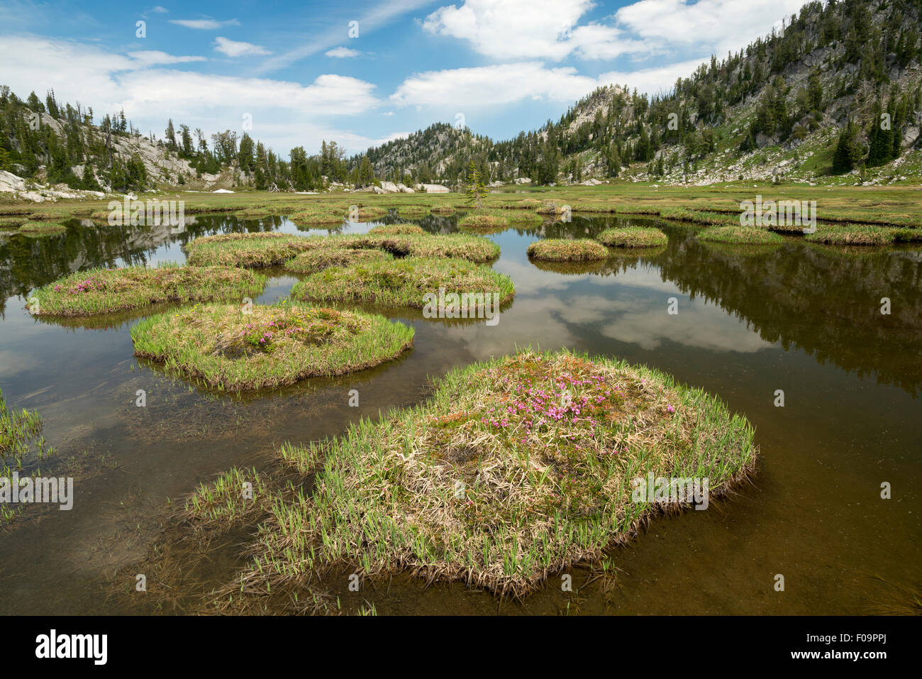 Wetland in Oregon's Wallowa Mountains Stock Photo - Alamy