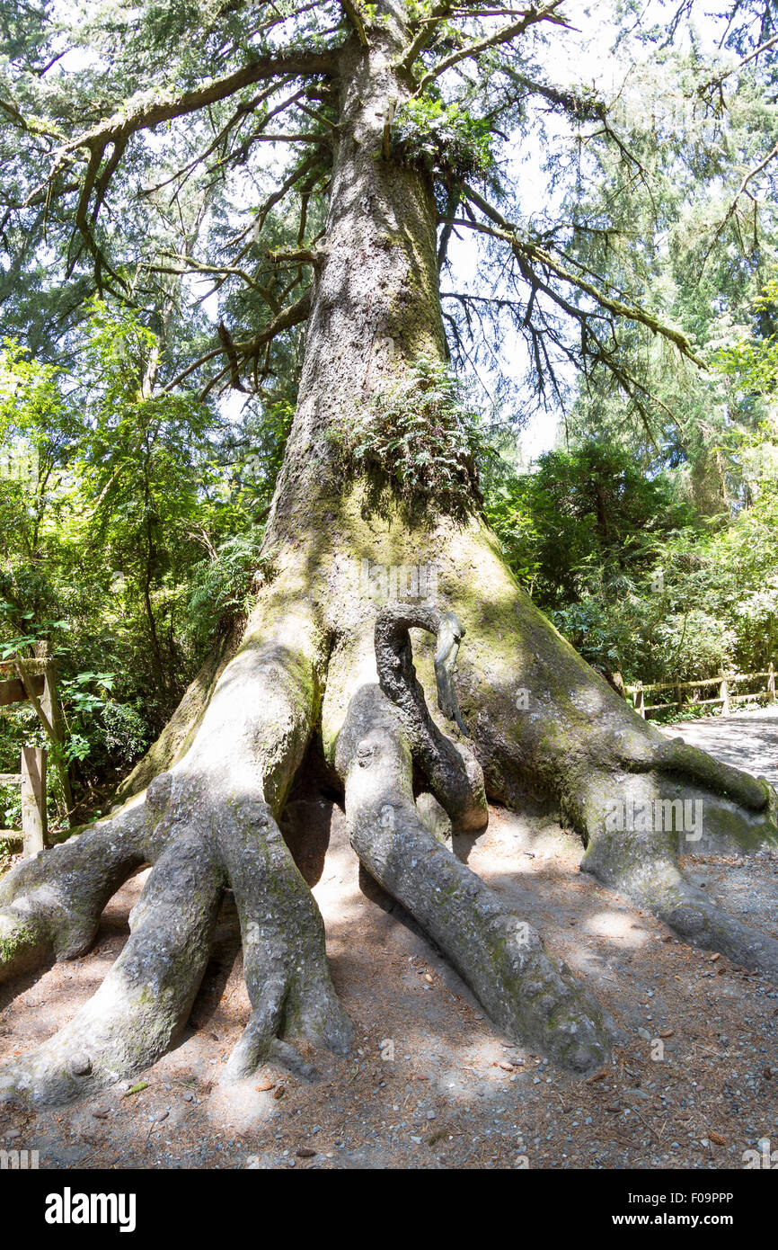 strange roots on a giant tree in northern California Stock Photo - Alamy
