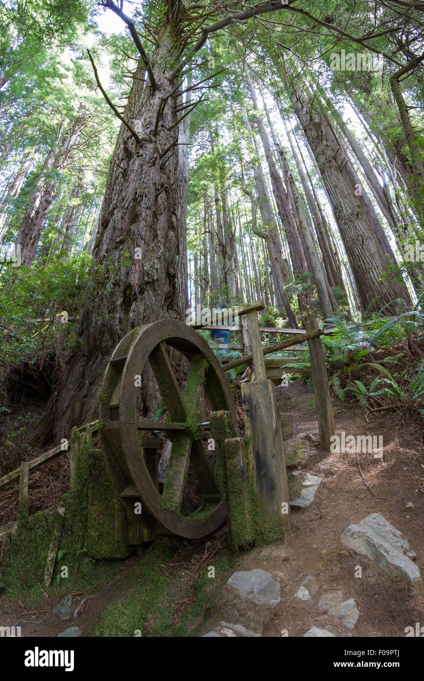 an old water wheel alongside giant redwood trees in northern California ...